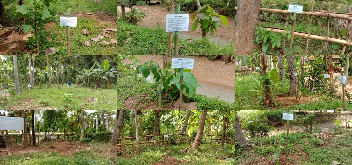 KEBUN BOTANI DESA WONOCOYO : Konservasi Kekayaan Flora - Website Desa ...